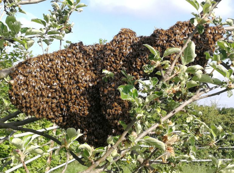 Bienenschwarm