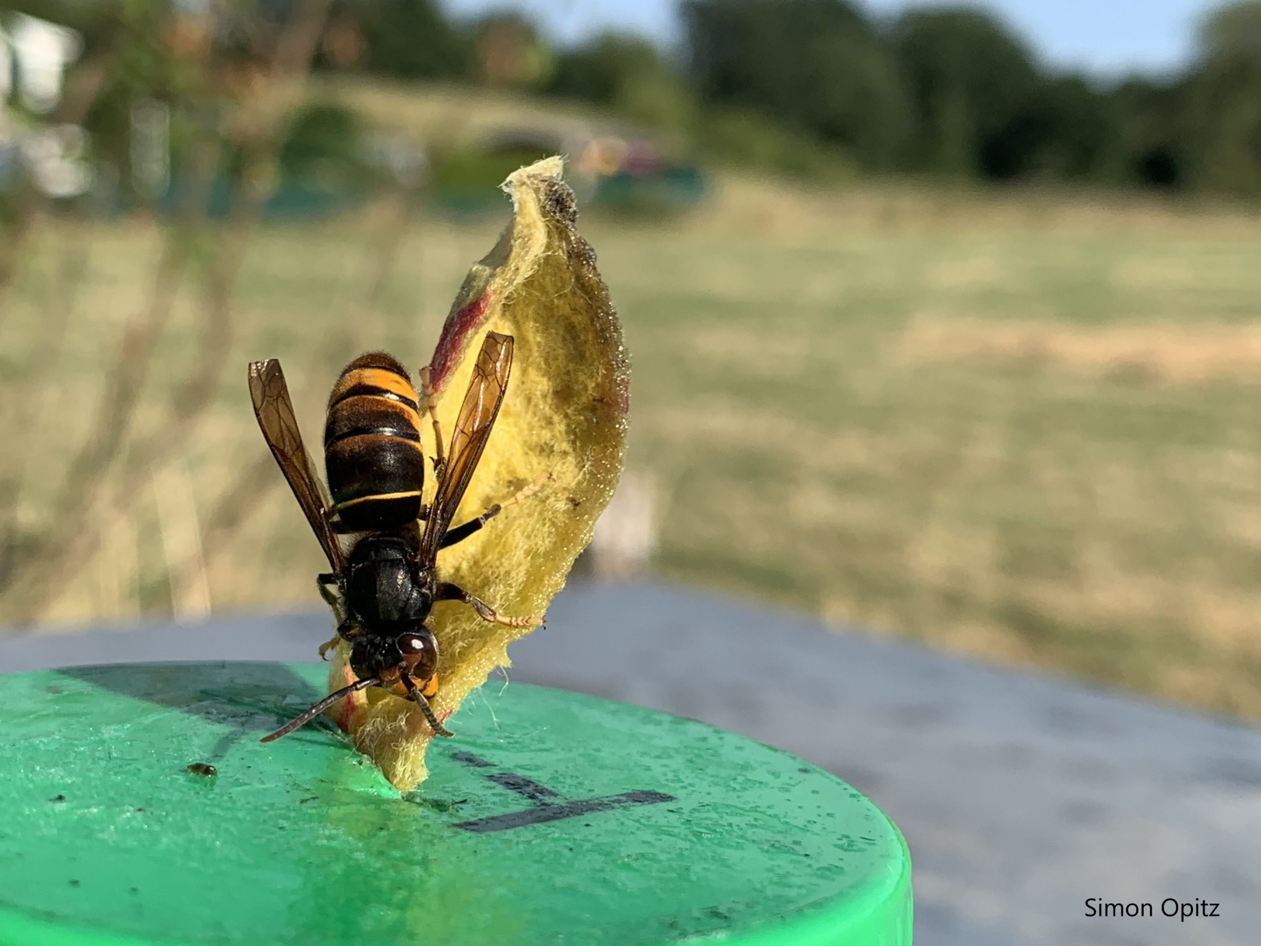 Alle wichtigen Informationen rund um die asiatische Hornisse ...